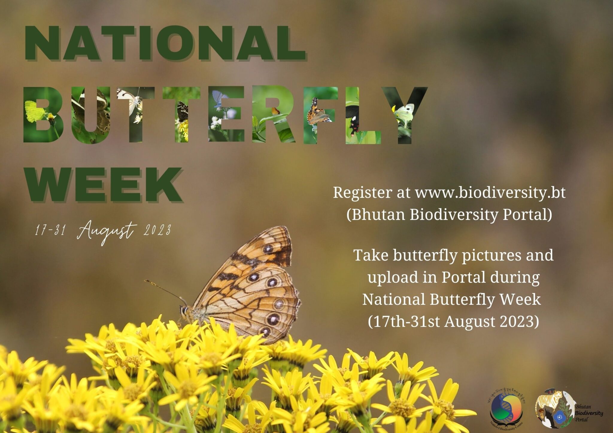 National Butterfly Week – National Biodiversity Centre